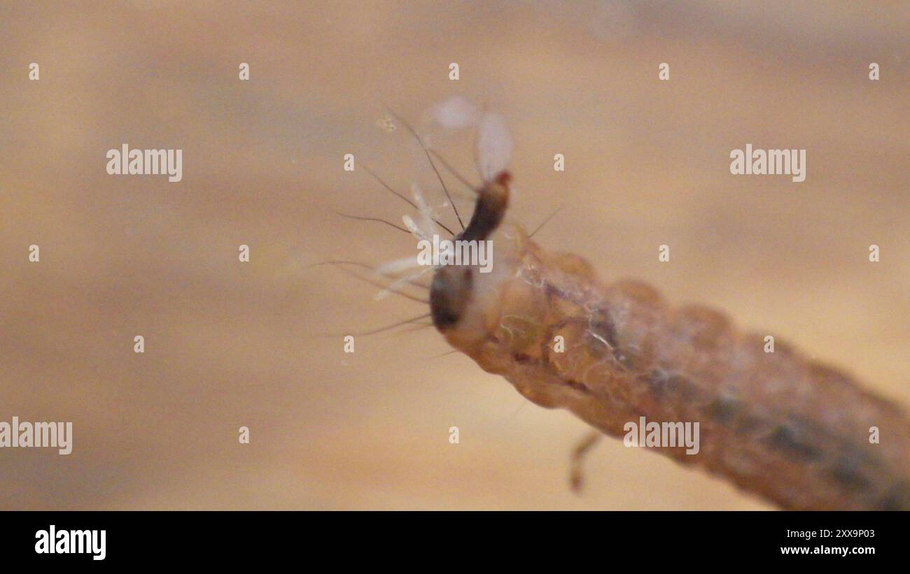 Little Black Caddisflies (Glossosomatidae) Insecta Stock Photo - Alamy