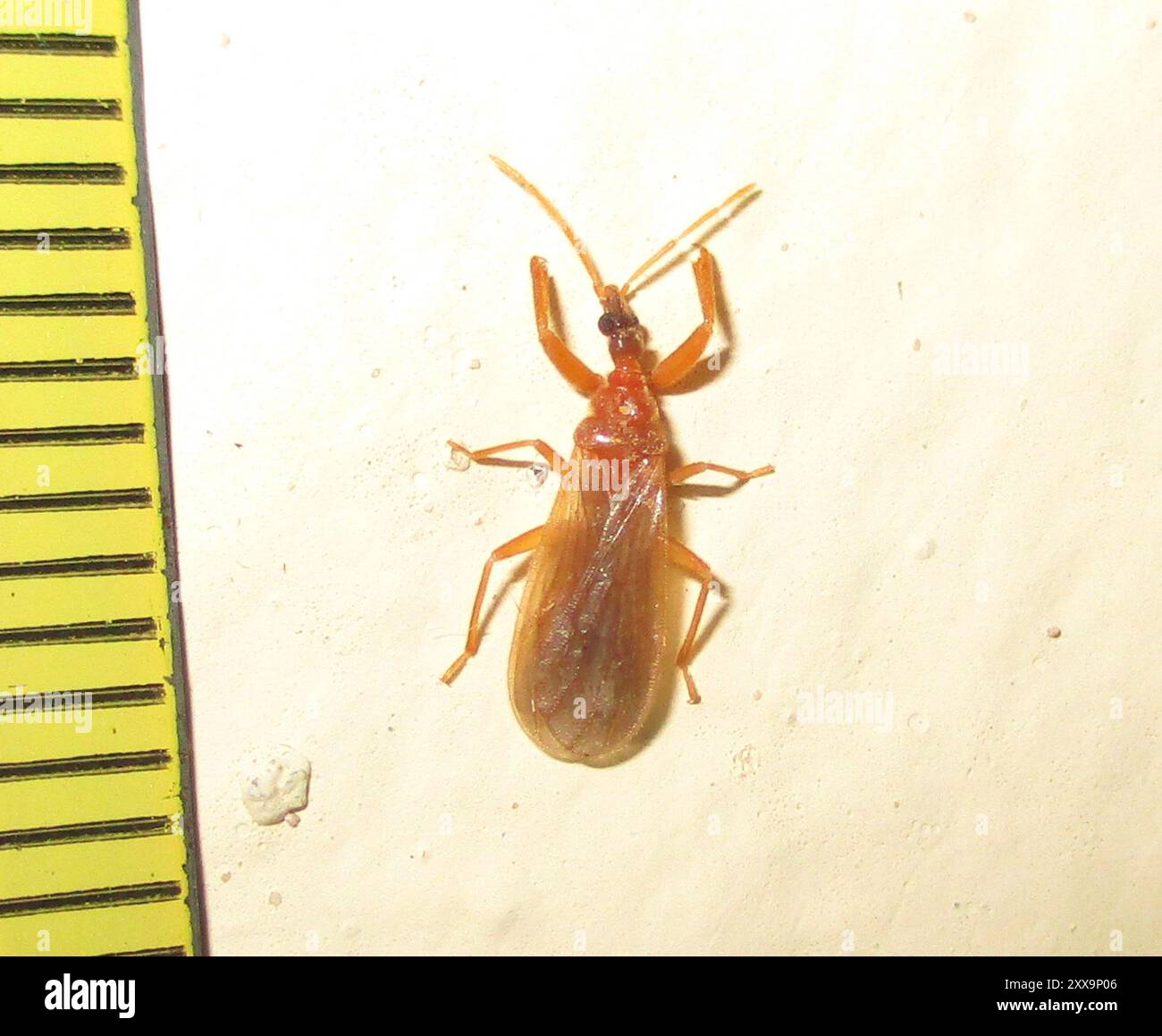 Gnat Bugs (Enicocephalidae) Insecta Stock Photo - Alamy