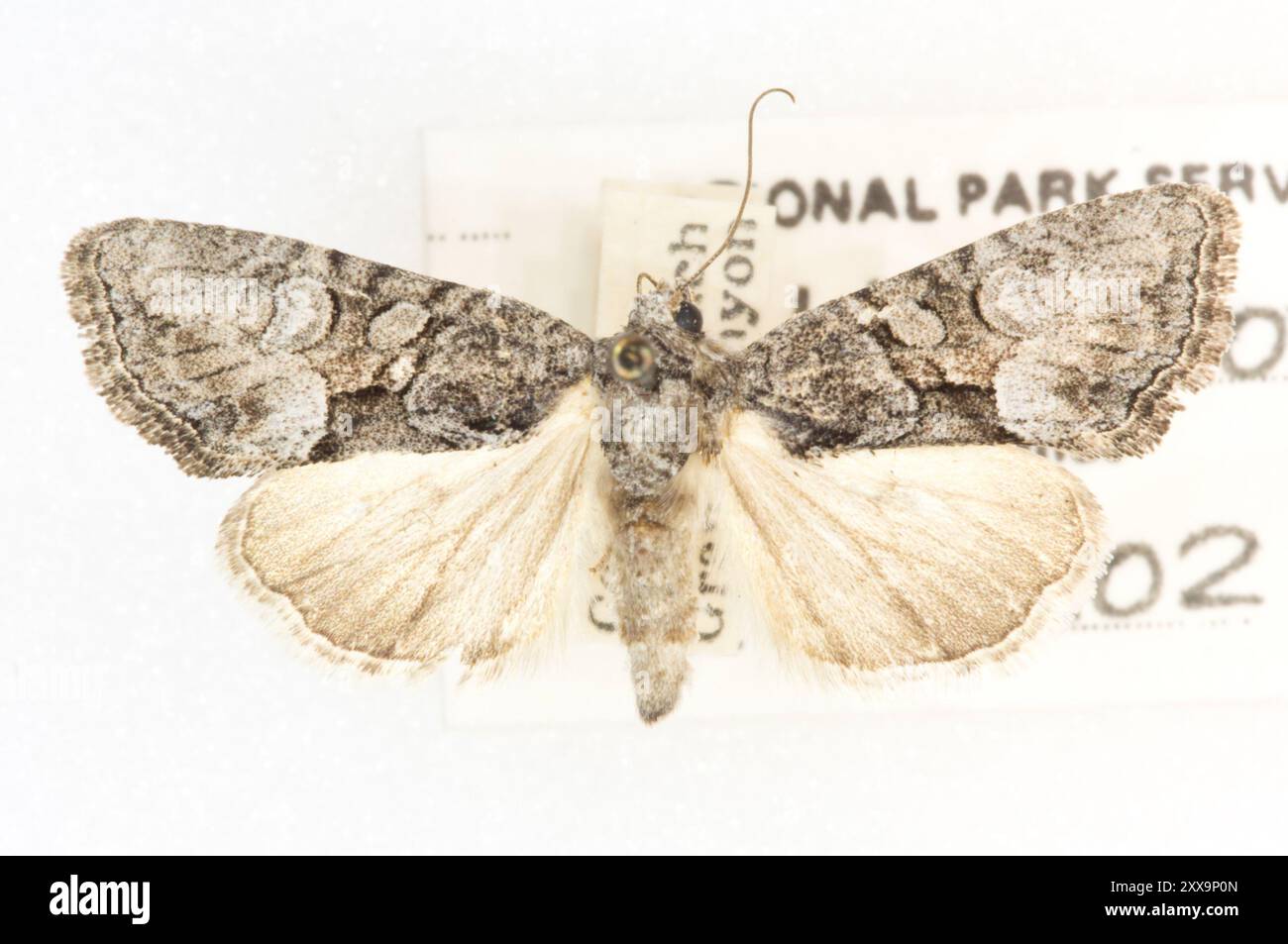 Brother Moth (Raphia frater) Insecta Stock Photo - Alamy