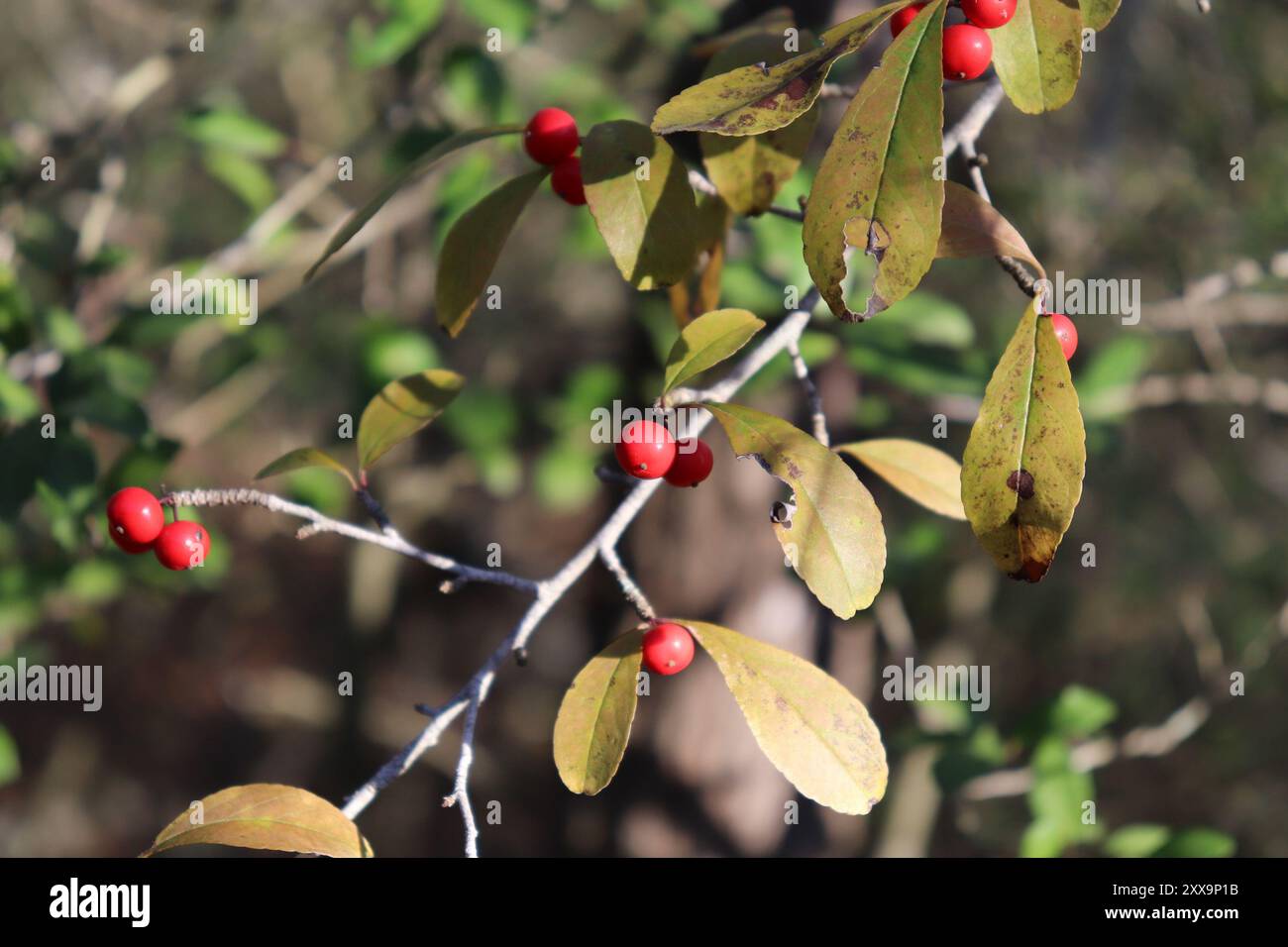 possumhaw (Ilex decidua) Plantae Stock Photo - Alamy