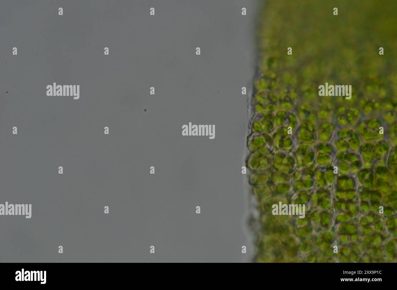 Water Screw-moss (Syntrichia latifolia) Plantae Stock Photo - Alamy