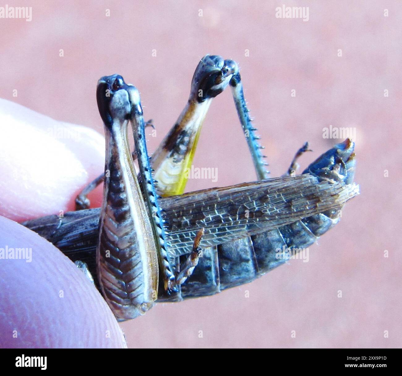 Two-spined Spur-throat Grasshopper (Melanoplus bispinosus) Insecta ...