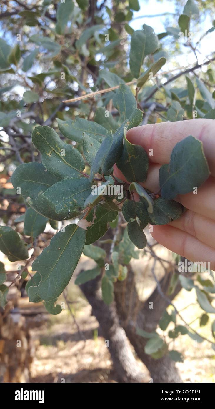 Arizona white oak (Quercus arizonica) Plantae Stock Photo - Alamy