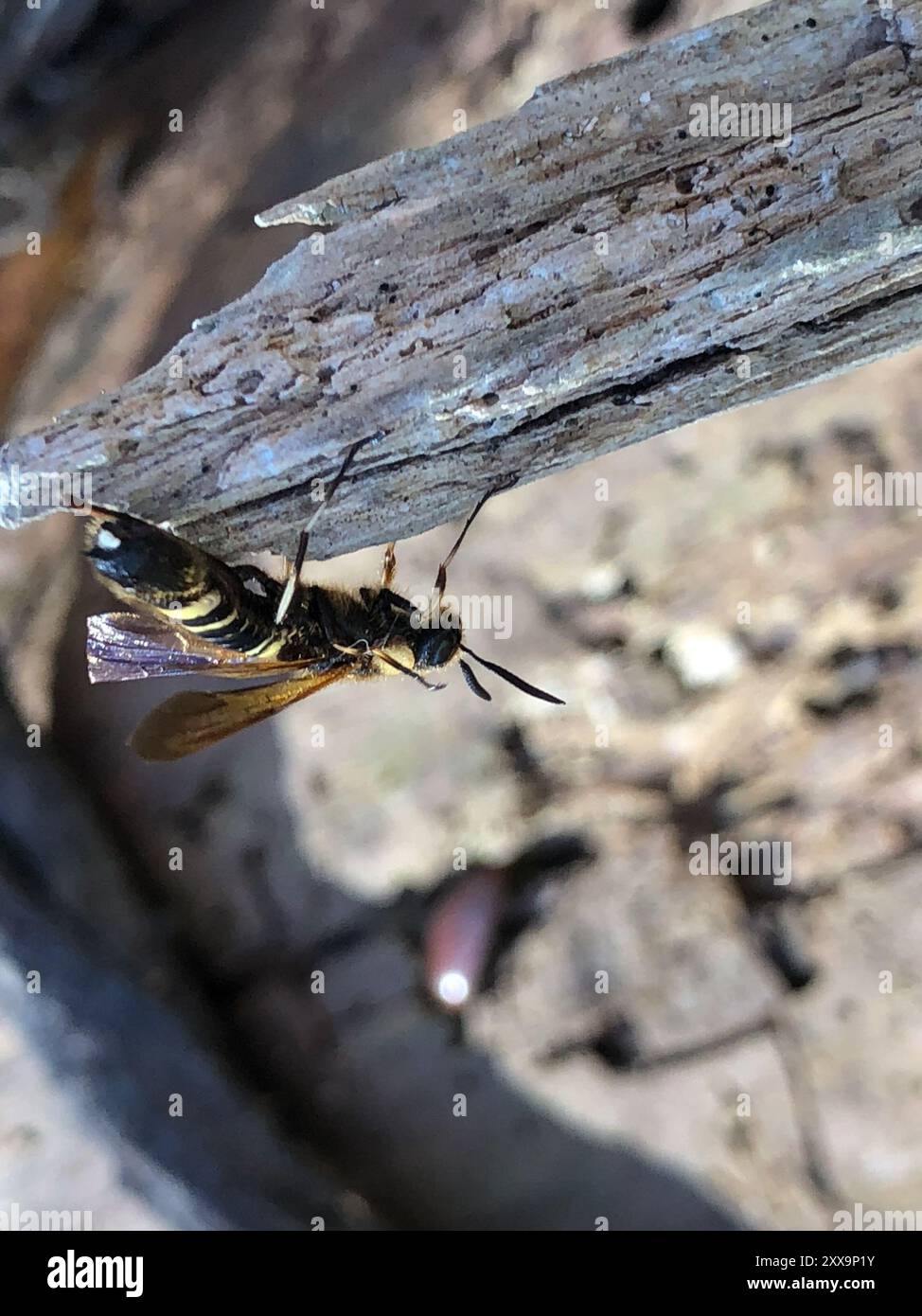 Asian Horntail (Eriotremex formosanus) Insecta Stock Photo - Alamy
