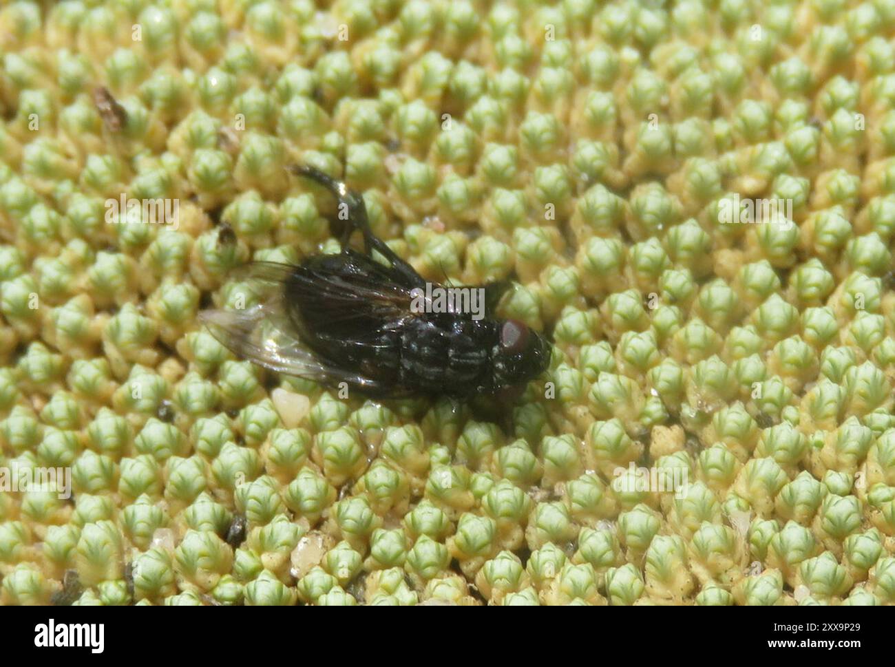 Flies (Diptera) Insecta Stock Photo - Alamy