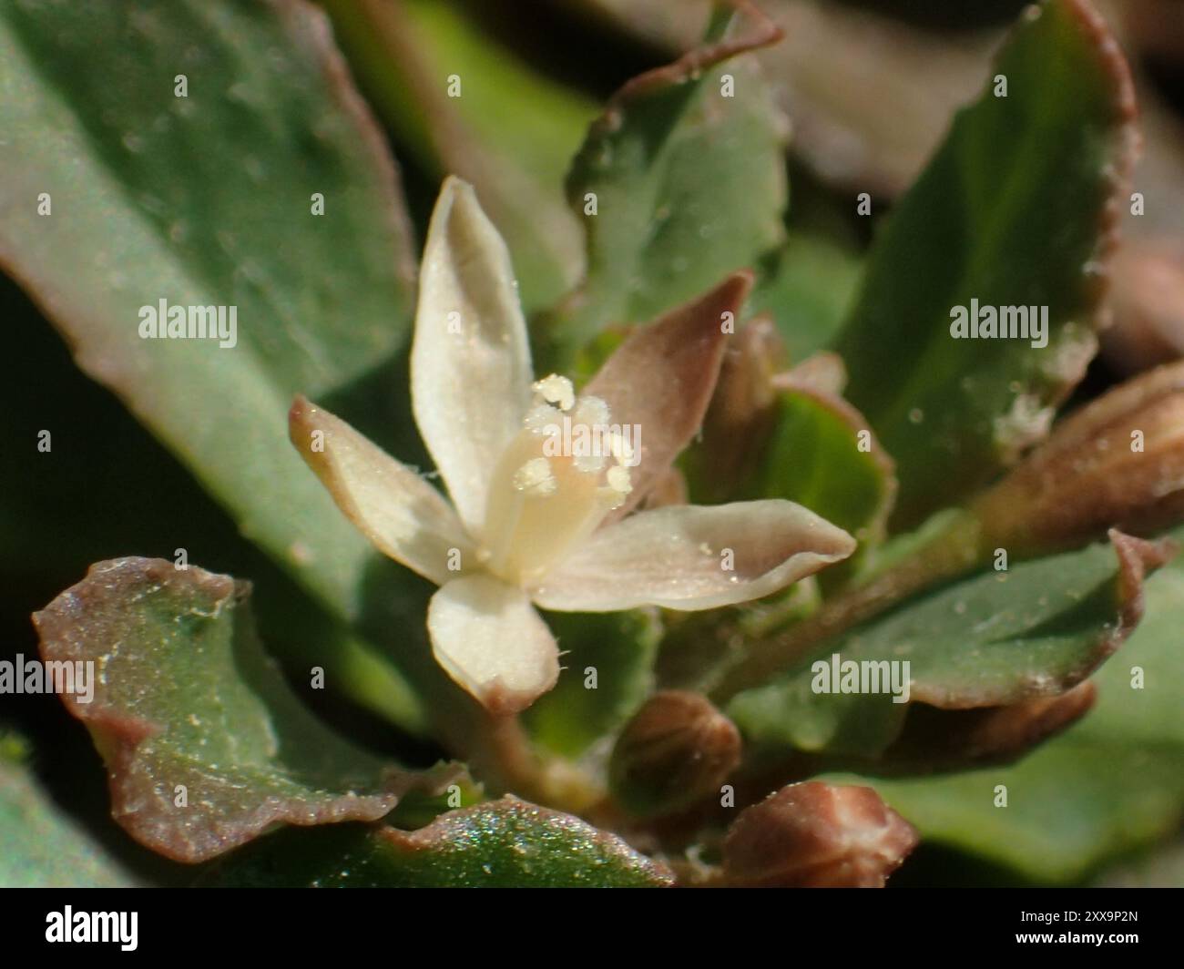 Slender Carpet-weed (Glinus oppositifolius) Plantae Stock Photo - Alamy