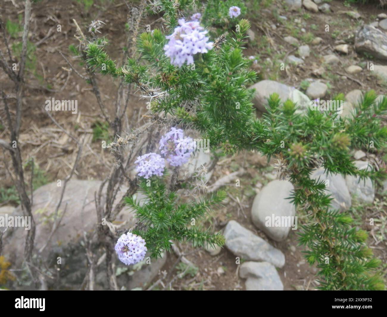(Junellia juniperina) Plantae Stock Photo - Alamy