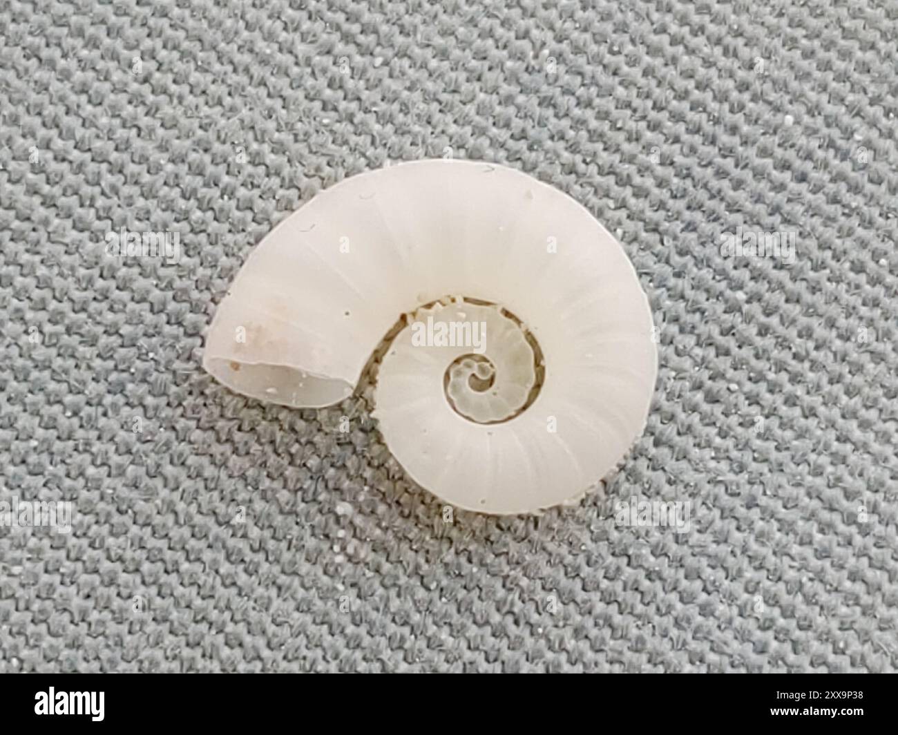 Ram's Horn Squid (Spirula spirula) Mollusca Stock Photo - Alamy