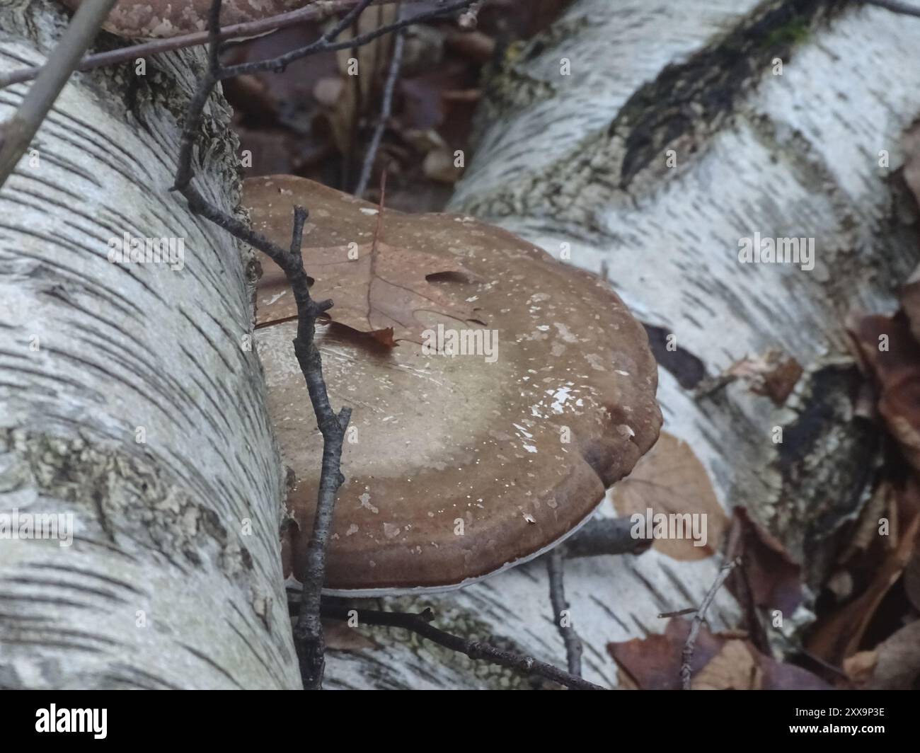 birch polypore (Fomitopsis betulina) Fungi Stock Photo - Alamy