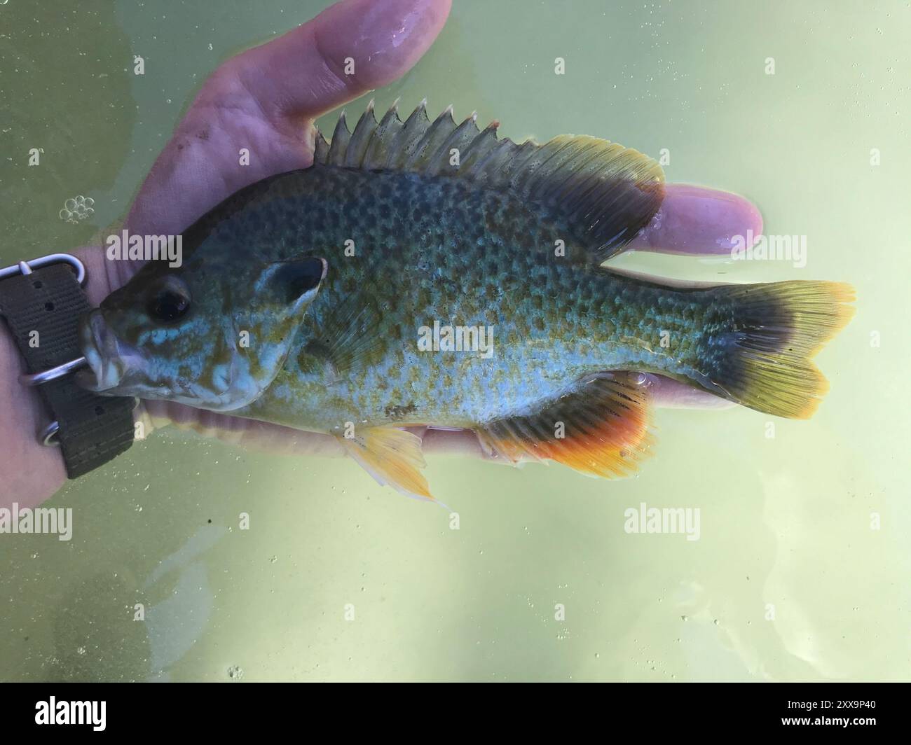 Greengill Sunfish (Lepomis macrochirus × cyanellus) Actinopterygii ...