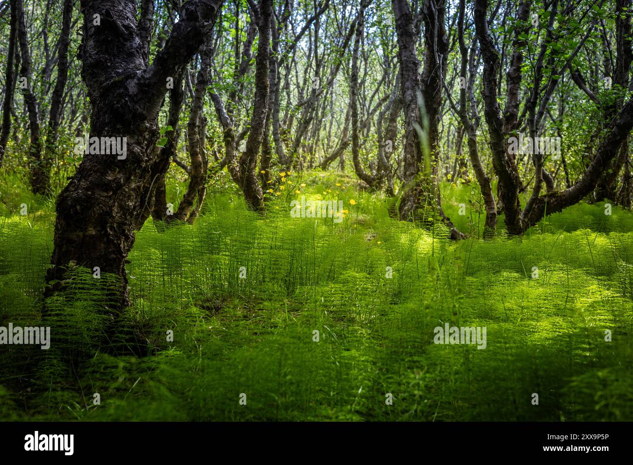 Beautiful forest landscape in Iceland, with dense green horsetails ...