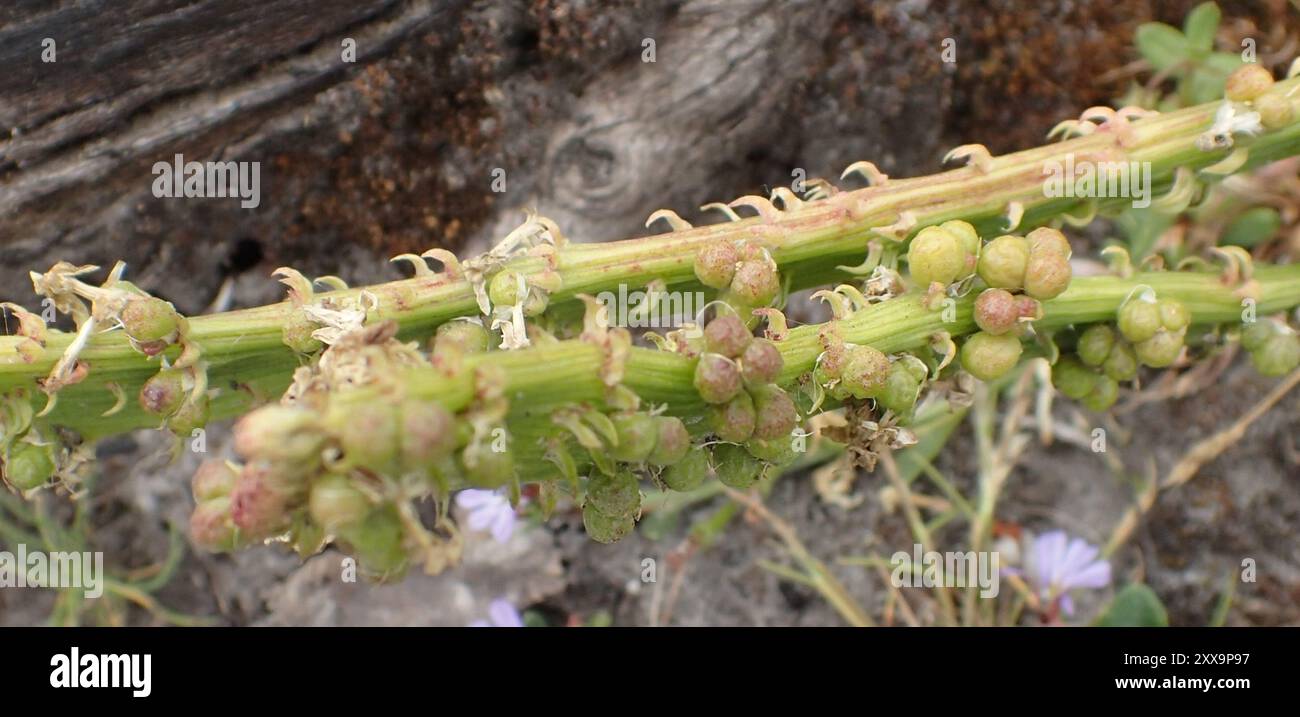 Creamy Candles (Stackhousia monogyna) Plantae Stock Photo - Alamy