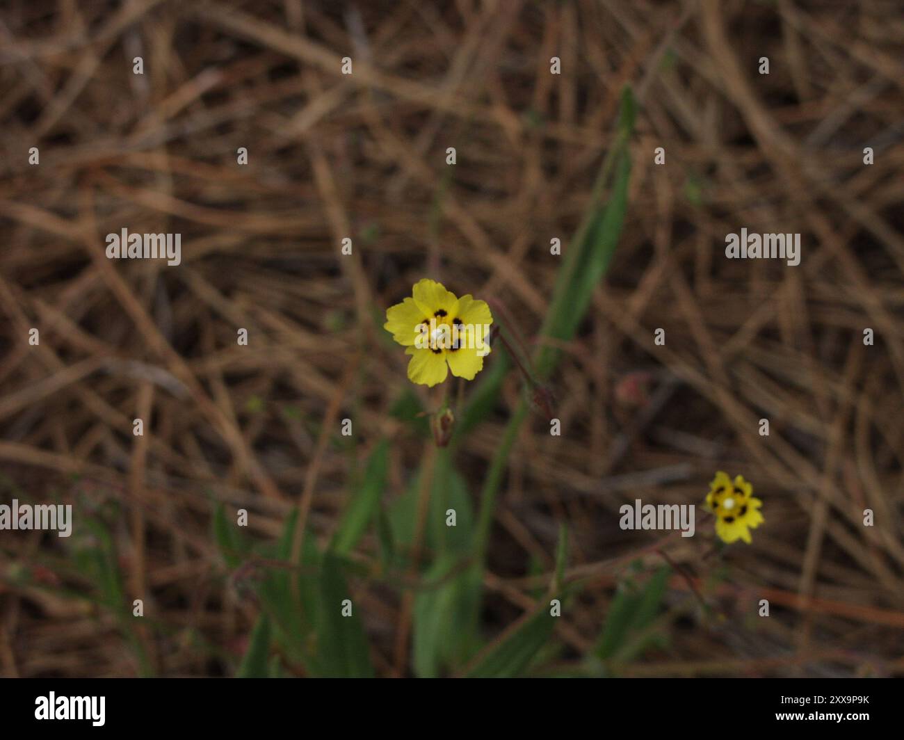 Spotted Rock-rose (Tuberaria guttata) Plantae Stock Photo - Alamy
