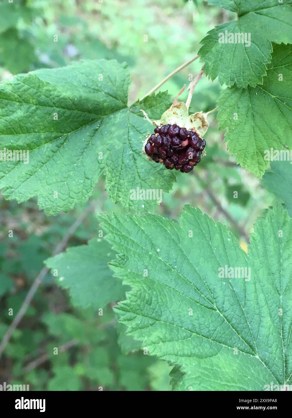 New Mexico raspberry (Rubus neomexicanus) Plantae Stock Photo - Alamy