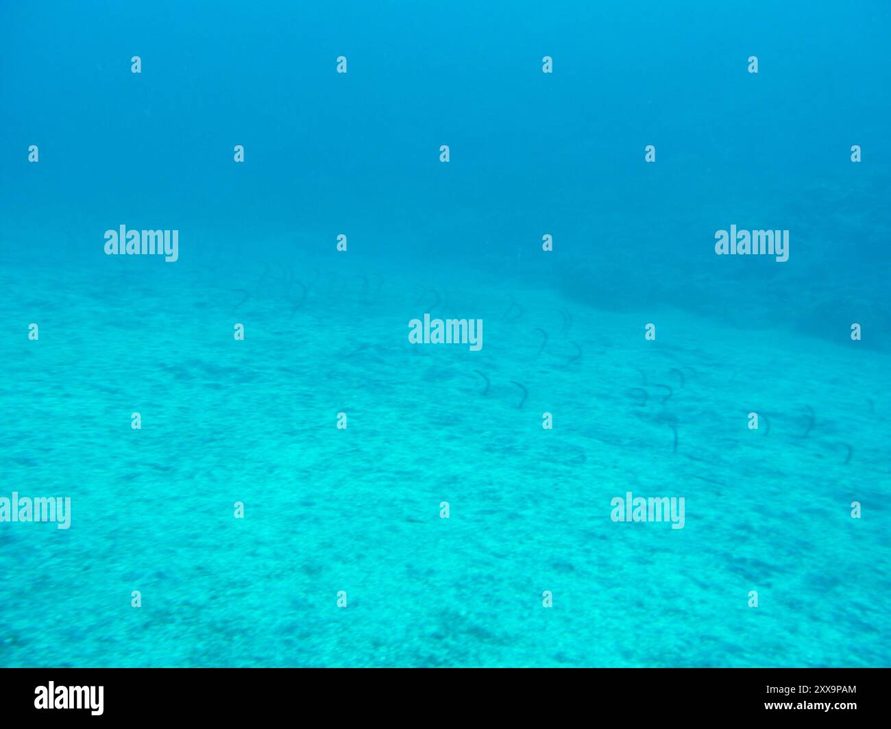 Brown Garden Eel (Heteroconger longissimus) Actinopterygii Stock Photo ...