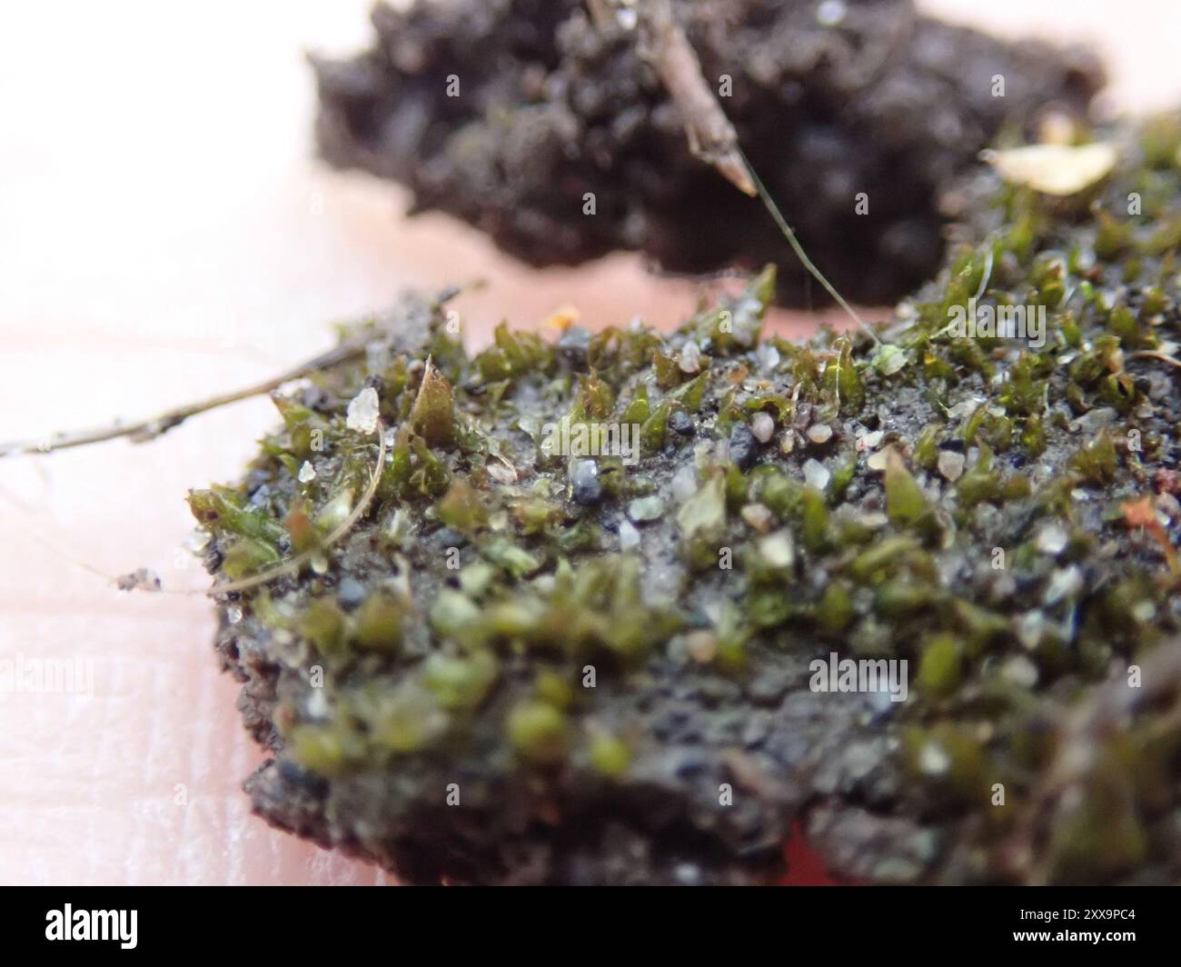 Common Pottia (Tortula truncata) Plantae Stock Photo - Alamy