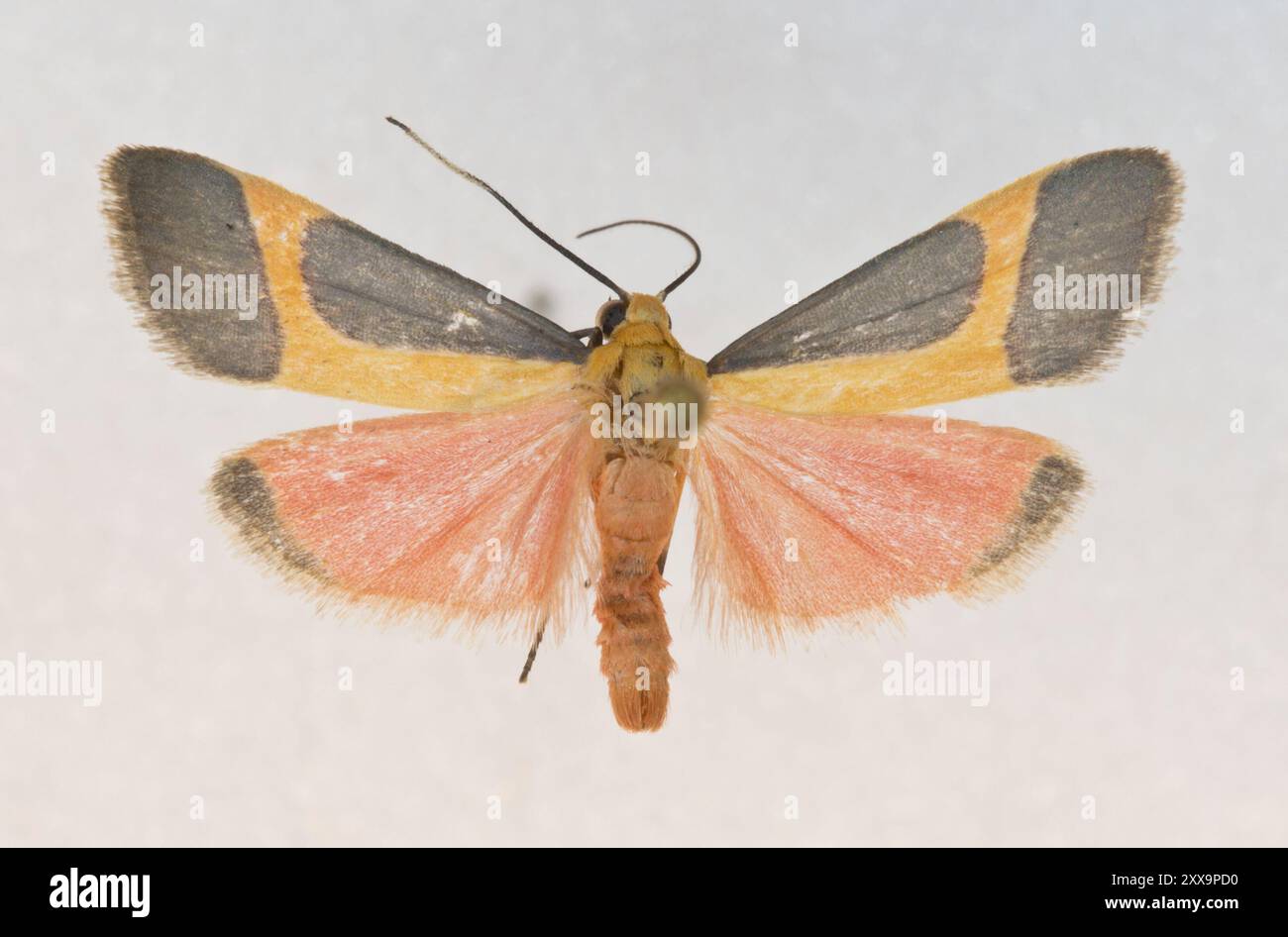 Angel Lichen Moth (Cisthene angelus) Insecta Stock Photo - Alamy