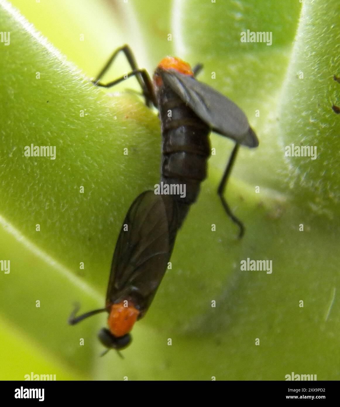 Common Lovebug (Plecia nearctica) Insecta Stock Photo - Alamy
