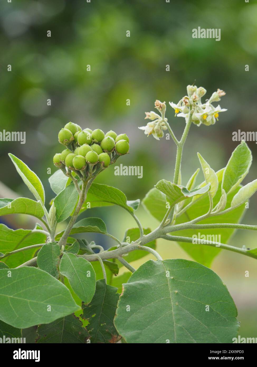 potato tree (Solanum erianthum) Plantae Stock Photo - Alamy