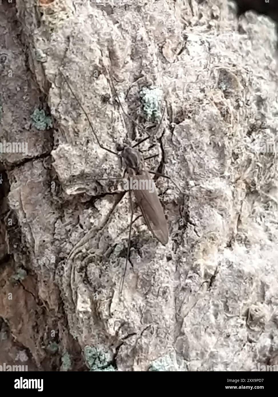 Non-biting Midges (Chironomidae) Insecta Stock Photo - Alamy