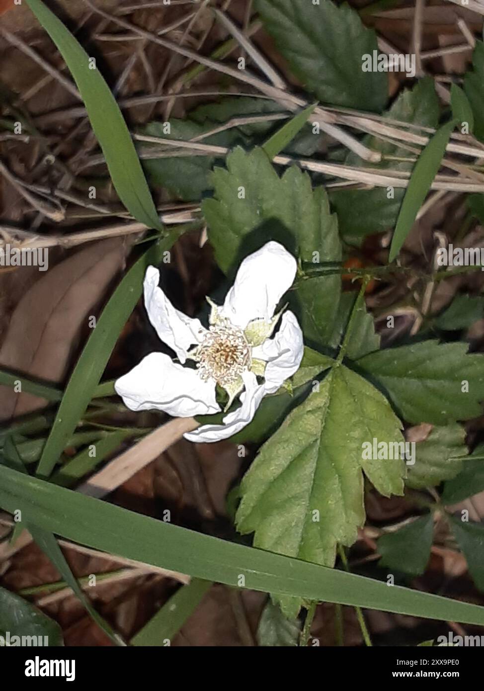 southern dewberry (Rubus trivialis) Plantae Stock Photo - Alamy