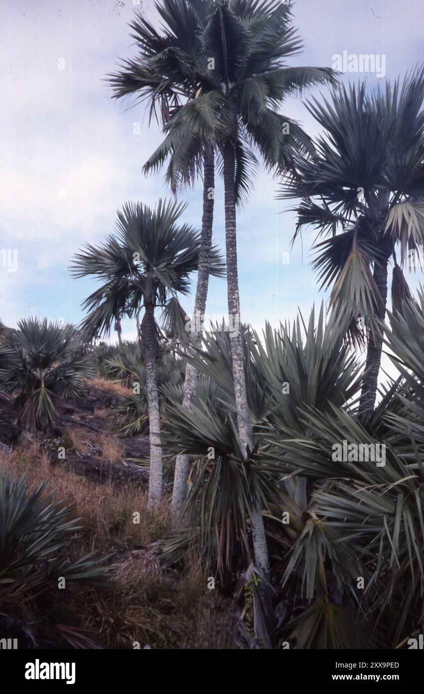blue latan palm (Latania loddigesii) Plantae Stock Photo - Alamy