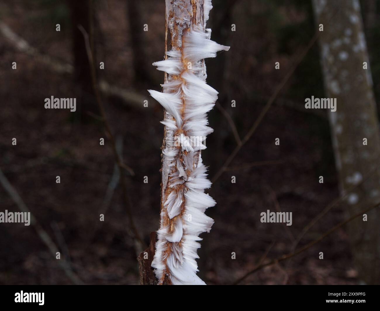 Hair Ice (Exidiopsis effusa) Fungi Stock Photo - Alamy