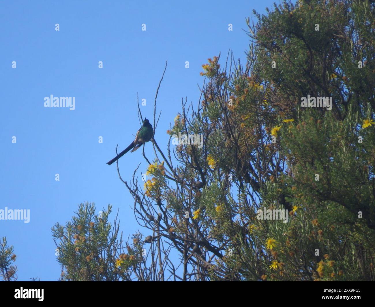 Red-tailed Comet (Sappho sparganurus) Aves Stock Photo - Alamy