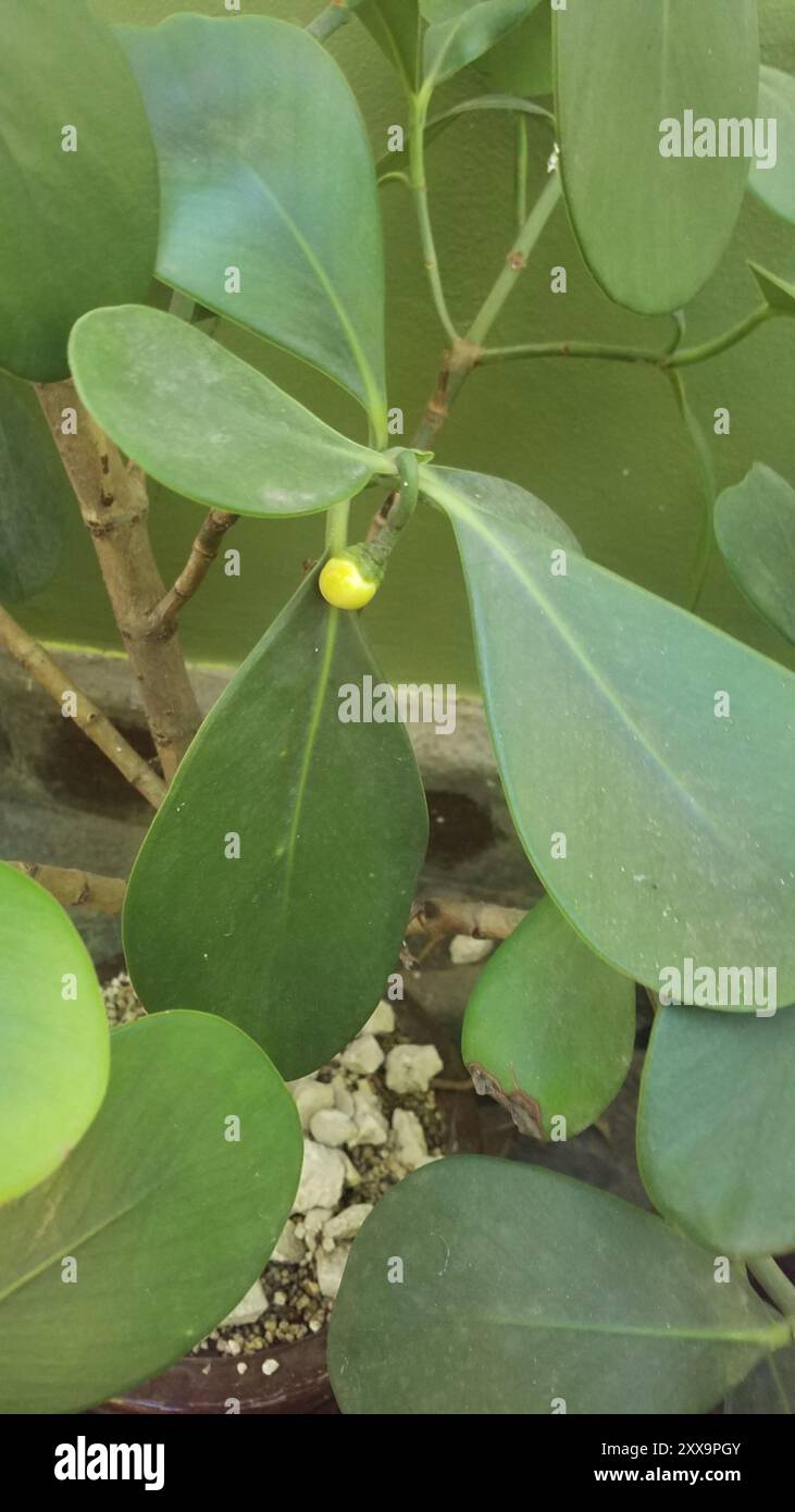autograph tree (Clusia rosea) Plantae Stock Photo - Alamy