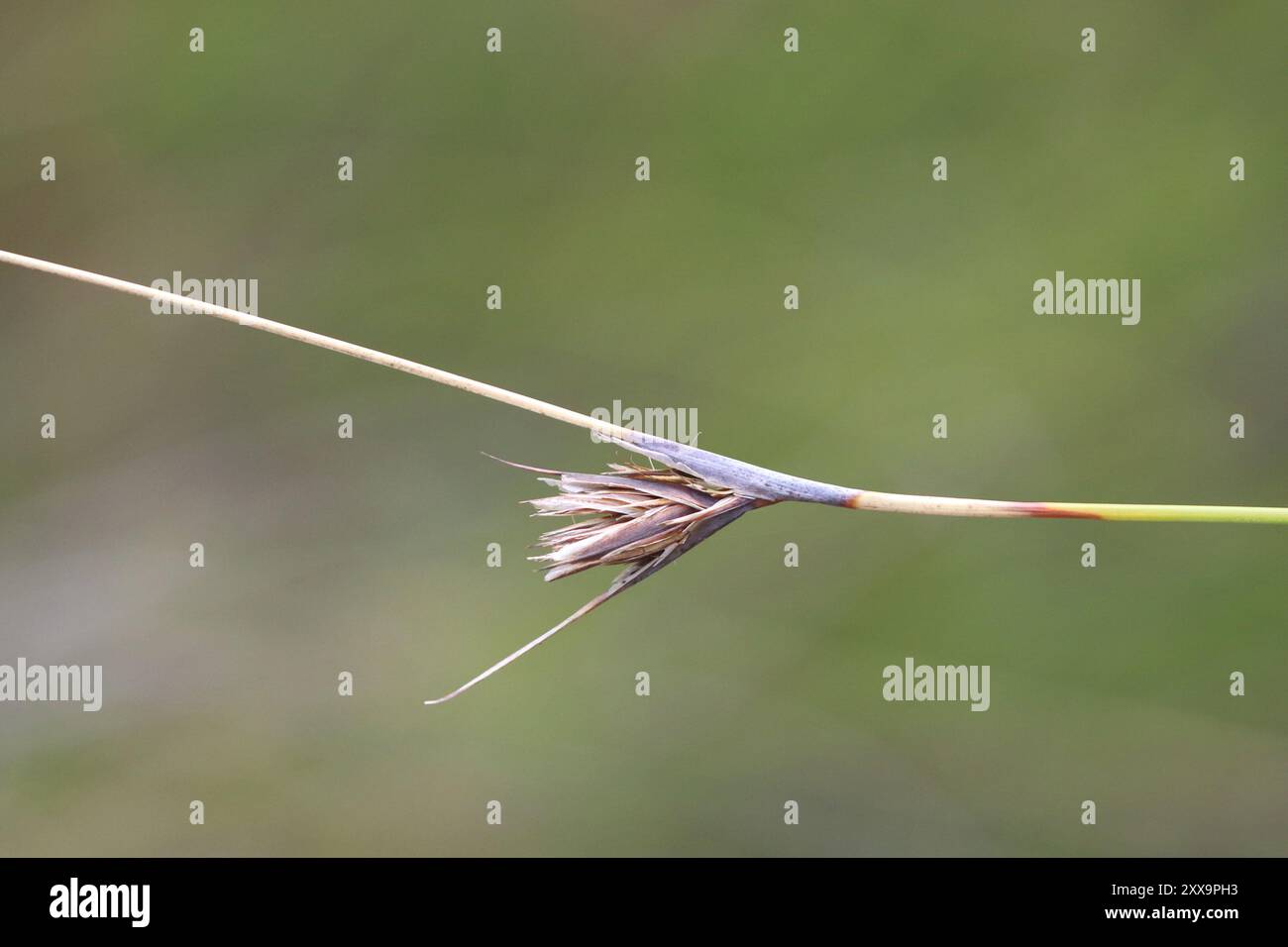 Feather Sedge (Ptilothrix deusta) Plantae Stock Photo - Alamy