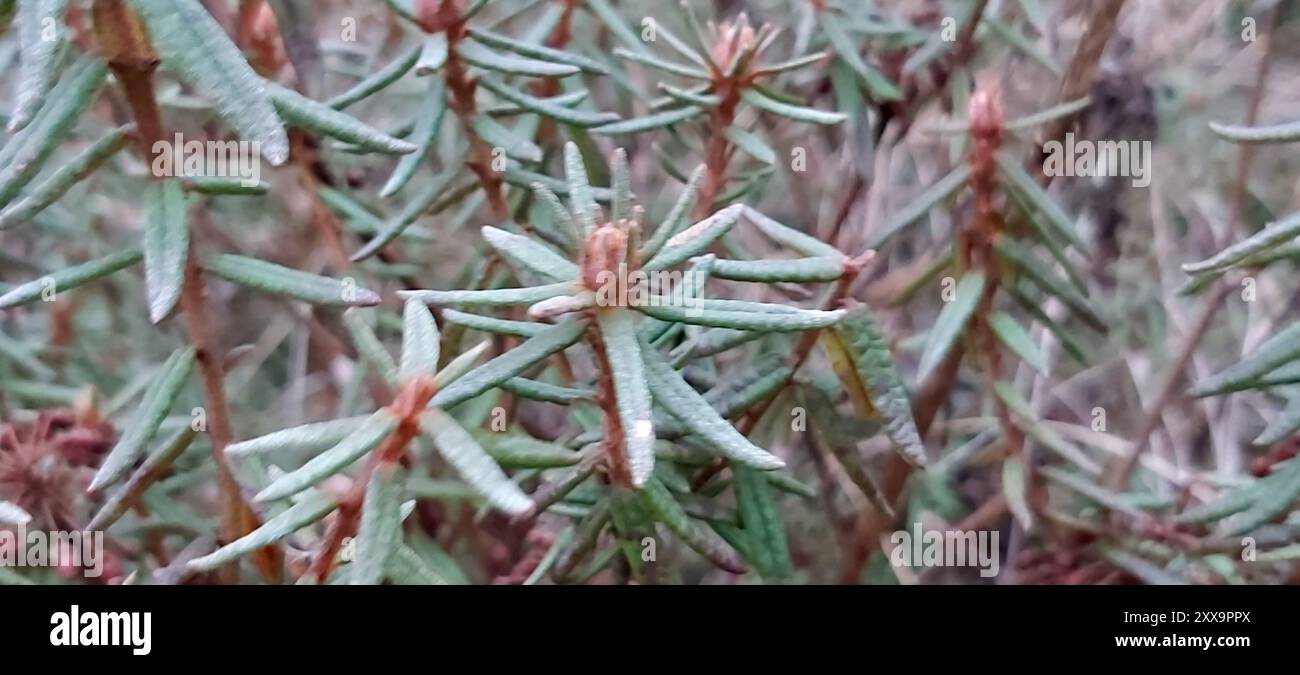 marsh Labrador tea (Rhododendron tomentosum) Plantae Stock Photo - Alamy