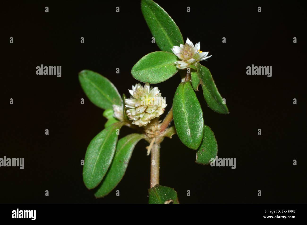 Smooth Joyweed (Alternanthera paronychioides) Plantae Stock Photo - Alamy