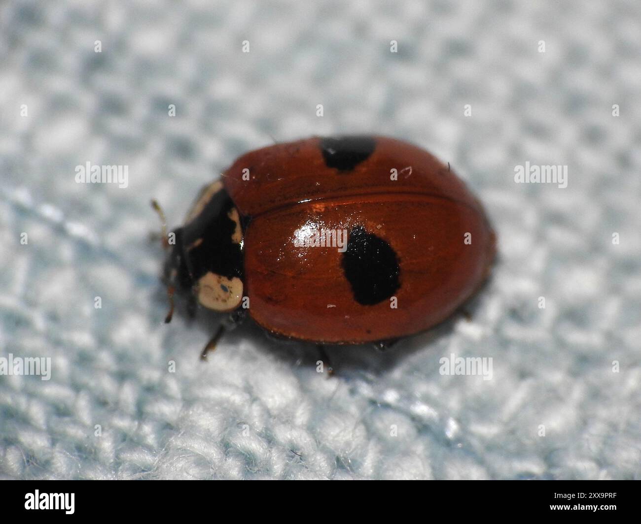 Two-spotted Lady Beetle (Adalia bipunctata) Insecta Stock Photo - Alamy