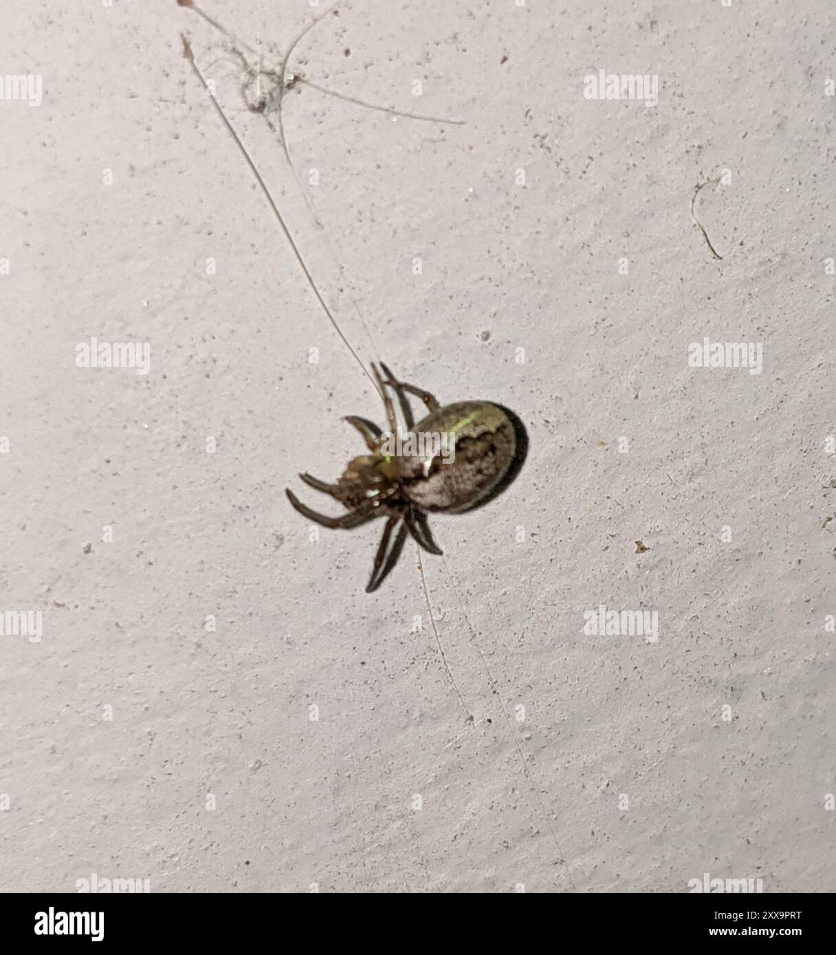 Silver-sided Sector Spider (Zygiella x-notata) Arachnida Stock Photo ...