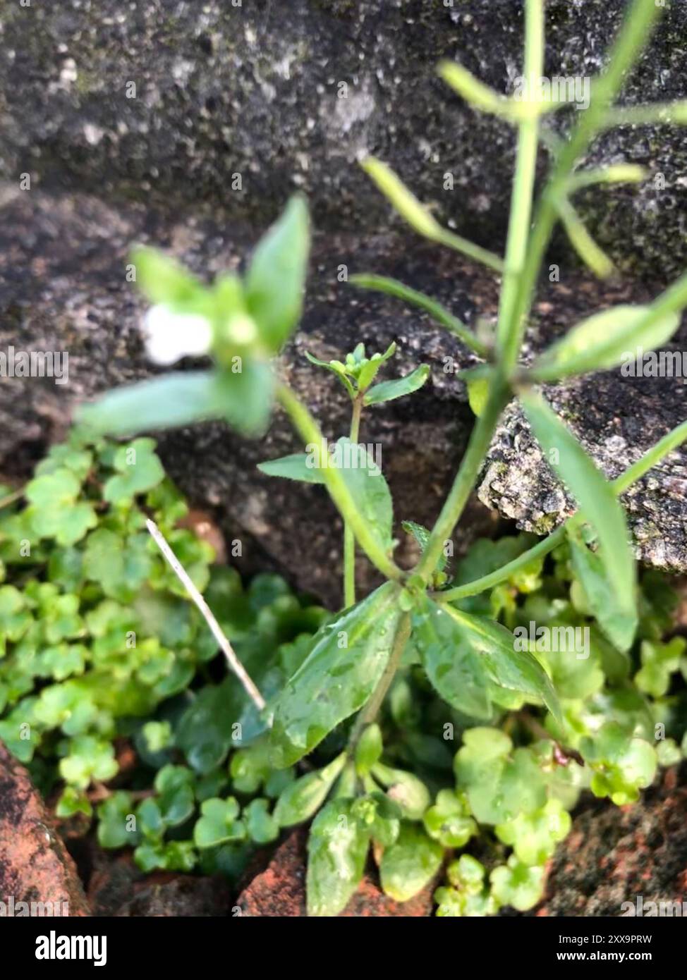 mouse-ear cress (Arabidopsis thaliana) Plantae Stock Photo - Alamy