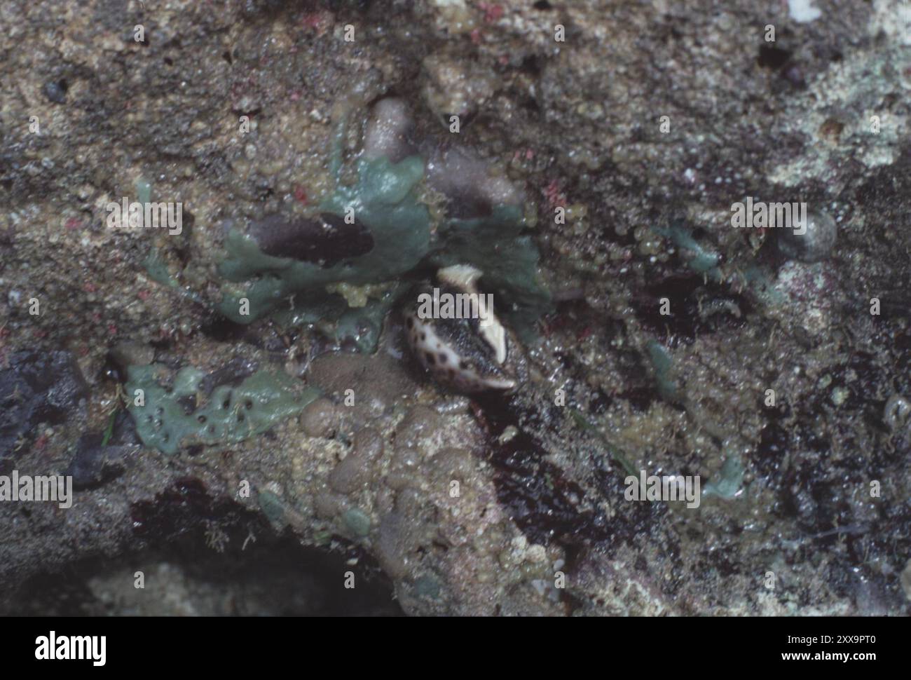 Lynx Cowry (Lyncina lynx) Mollusca Stock Photo - Alamy