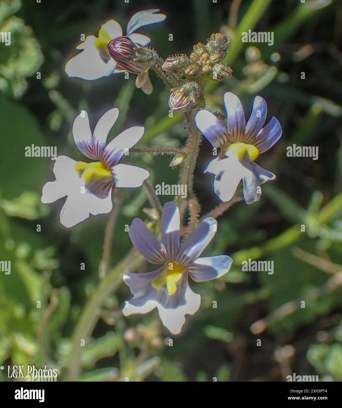 Common Lionface (Nemesia affinis) Plantae Stock Photo - Alamy