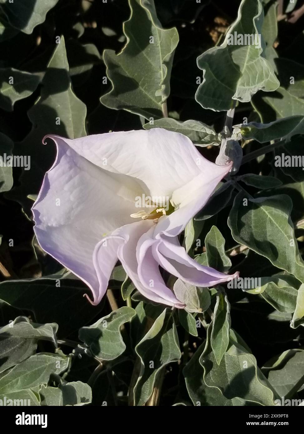 Sacred Datura (Datura wrightii) Plantae Stock Photo - Alamy