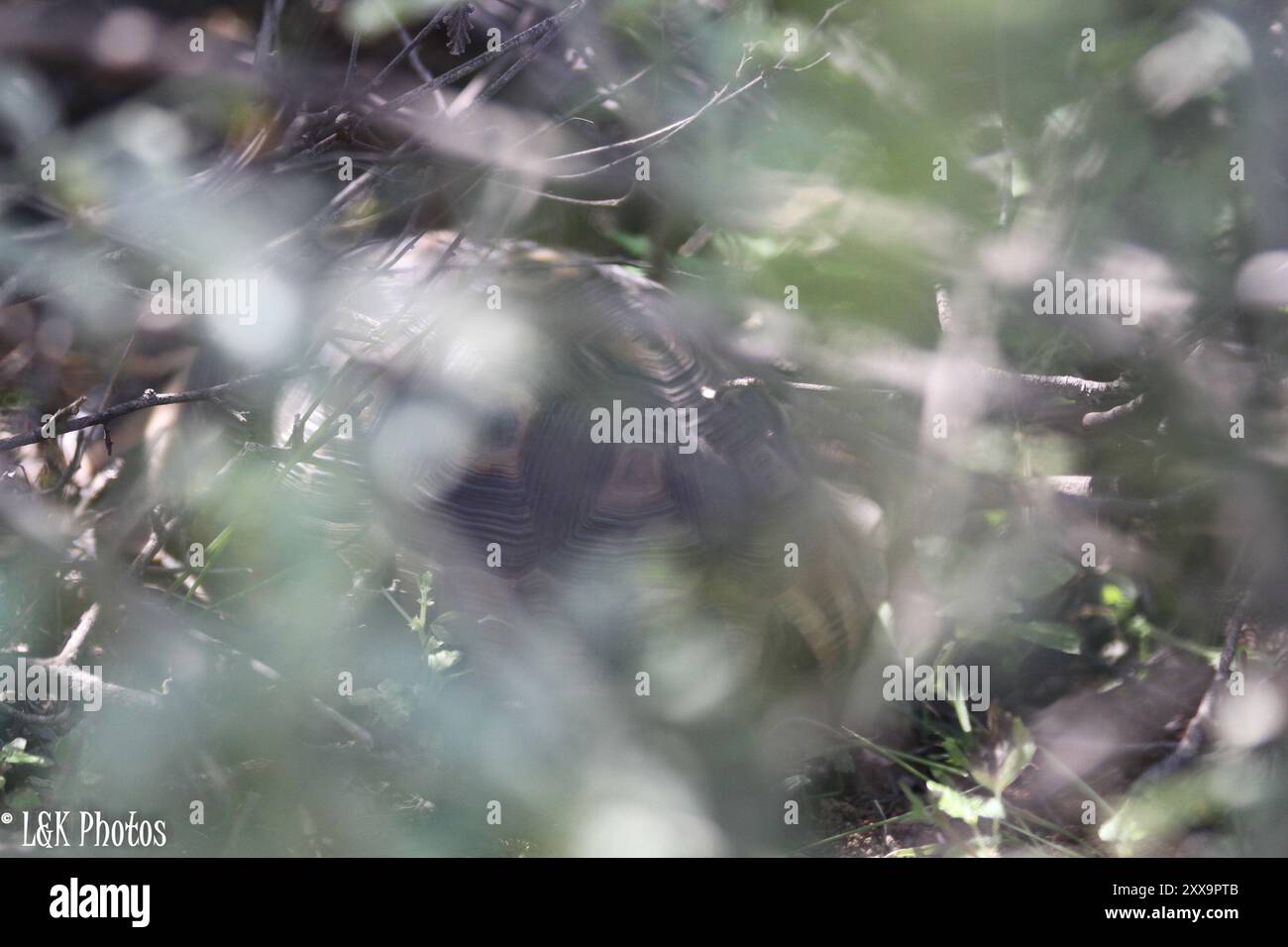 Angulate Tortoise (Chersina angulata) Reptilia Stock Photo - Alamy