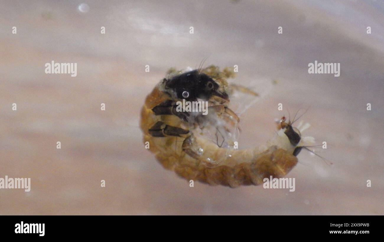 Little Black Caddisflies (Glossosomatidae) Insecta Stock Photo - Alamy