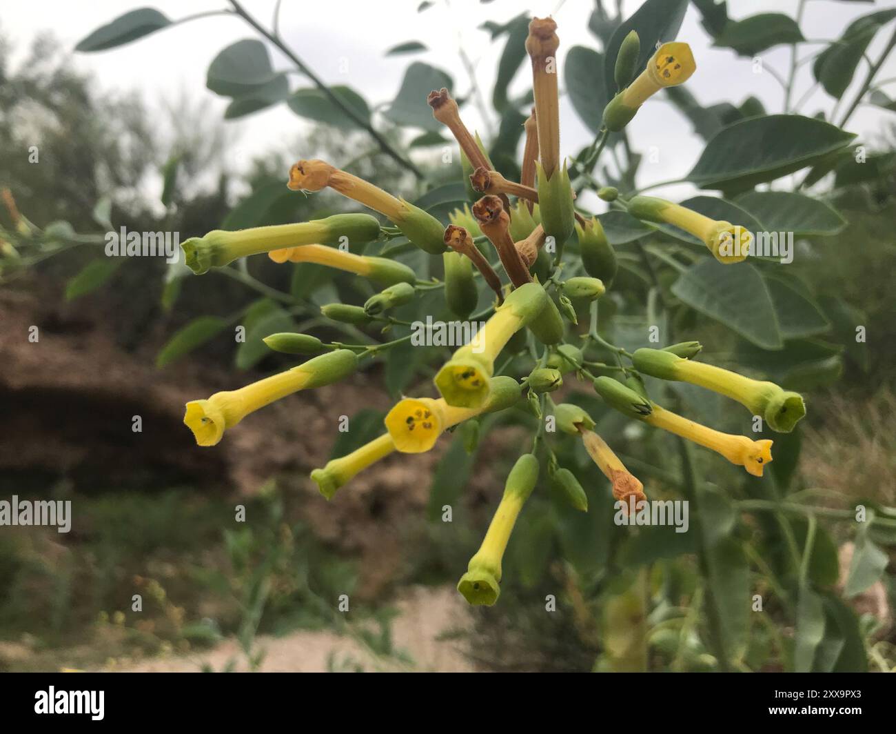 tree tobacco (Nicotiana glauca) Plantae Stock Photo - Alamy