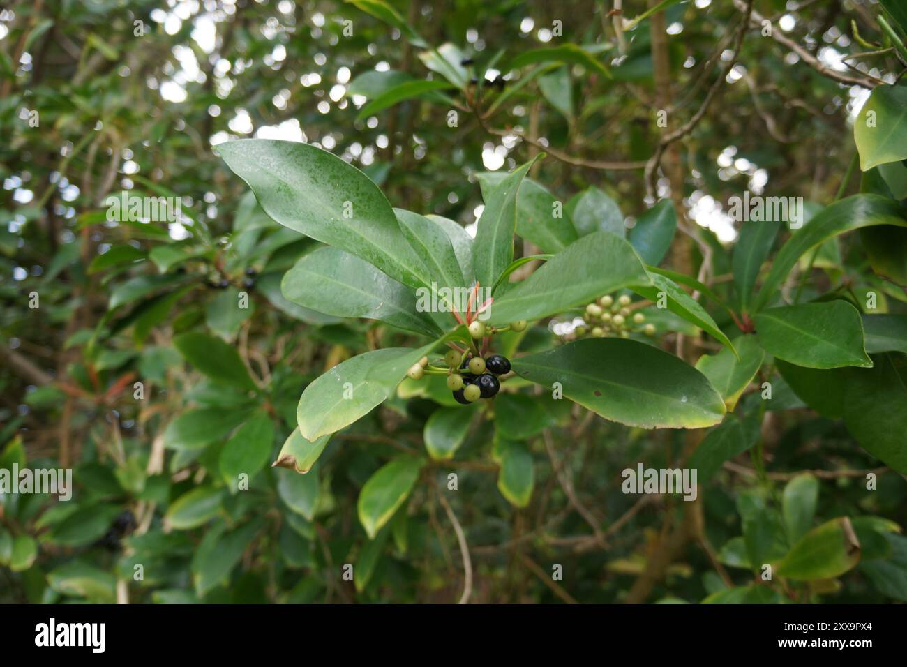 shoebutton Ardisia (Ardisia elliptica) Plantae Stock Photo - Alamy