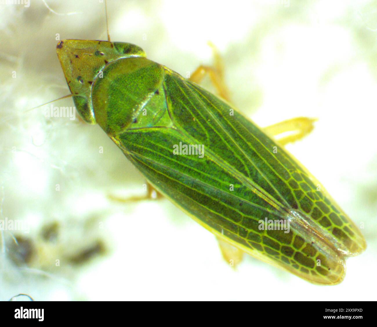 (Draeculacephala balli) Insecta Stock Photo - Alamy