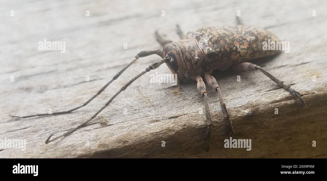 Mesquite Girdler (Oncideres rhodosticta) Insecta Stock Photo - Alamy