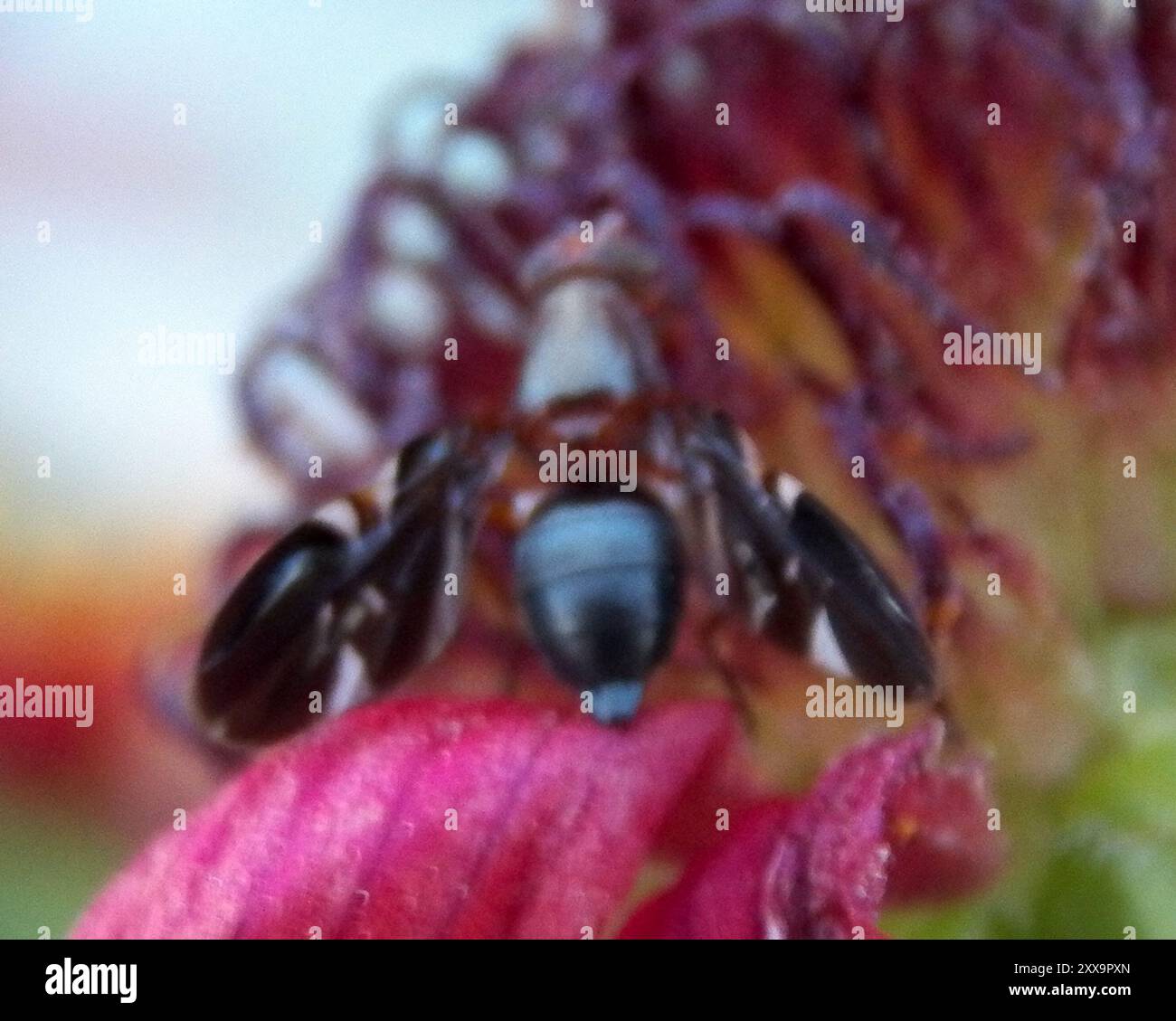 Common Picture-winged Fly (Delphinia picta) Insecta Stock Photo - Alamy