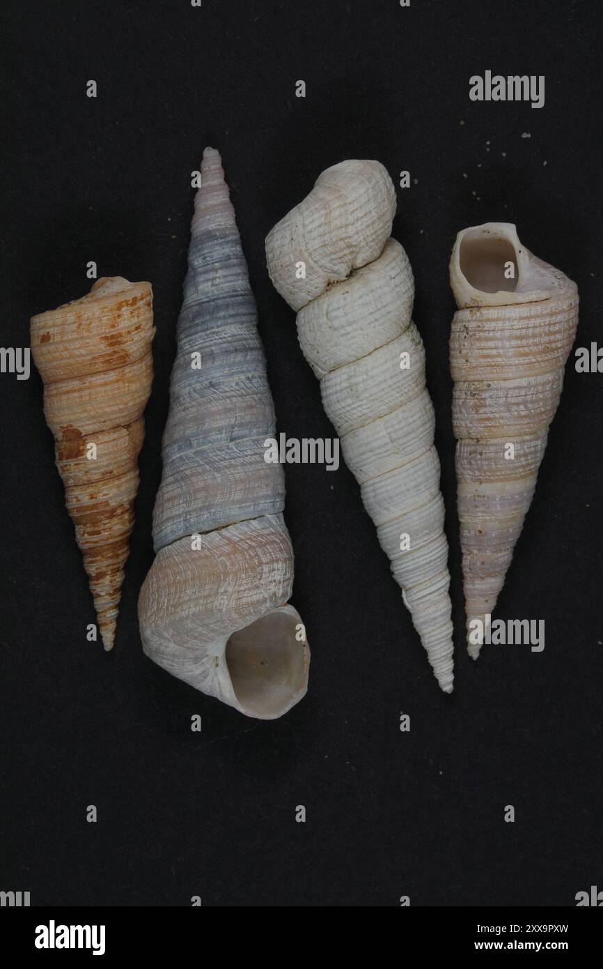 Common Tower Shell (Turritellinella tricarinata) Mollusca Stock Photo ...