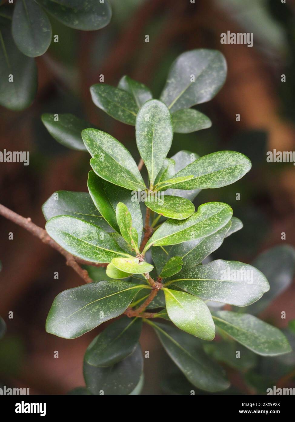 Japanese cheesewood (Pittosporum tobira) Plantae Stock Photo - Alamy
