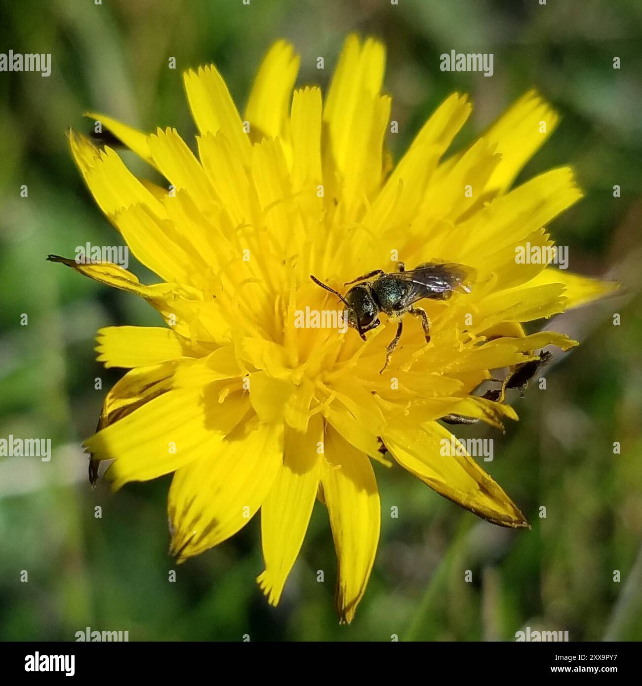 Metallic Sweat Bees (Dialictus) Insecta Stock Photo - Alamy
