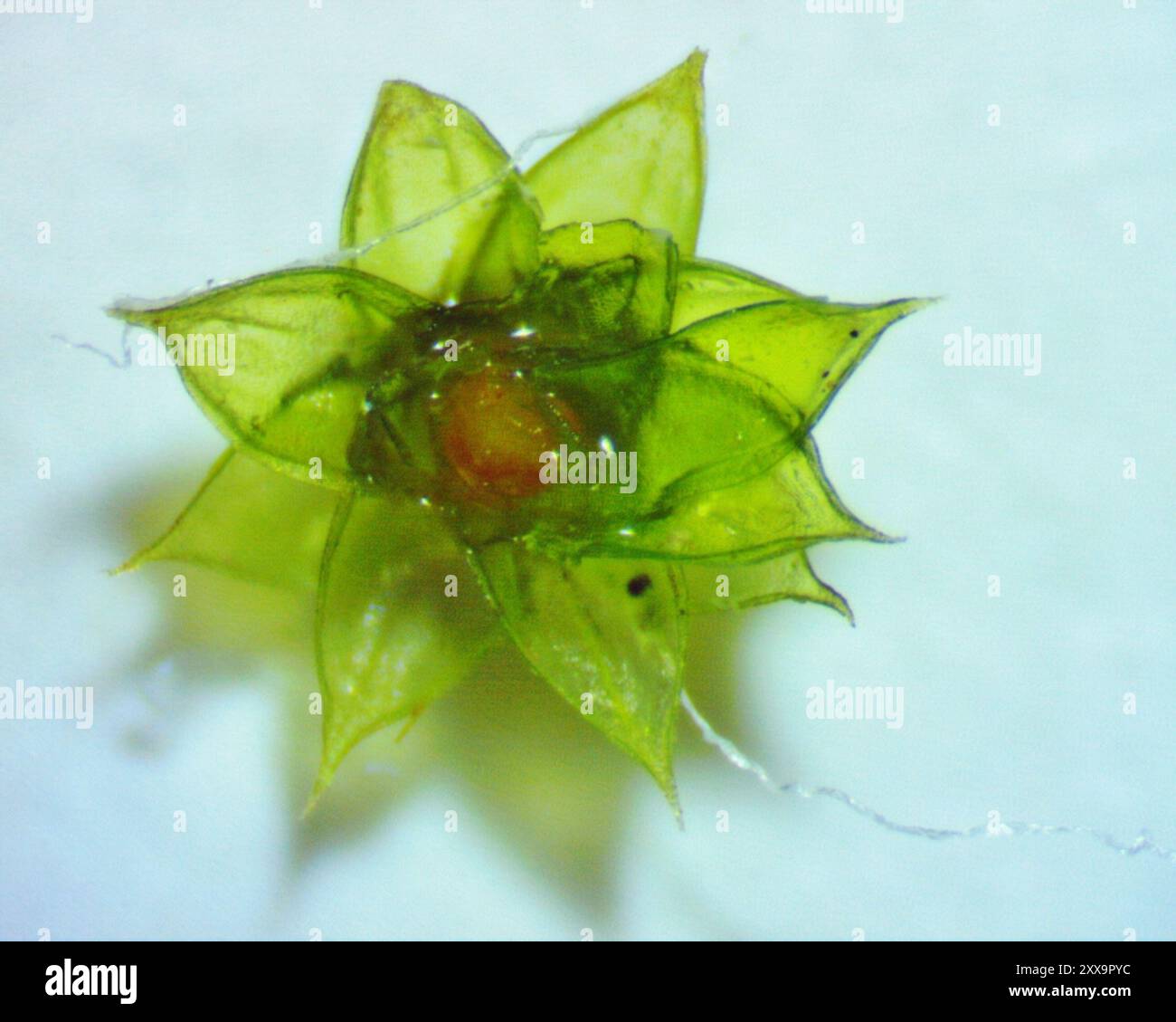 smooth hook moss (Leucodon julaceus) Plantae Stock Photo - Alamy