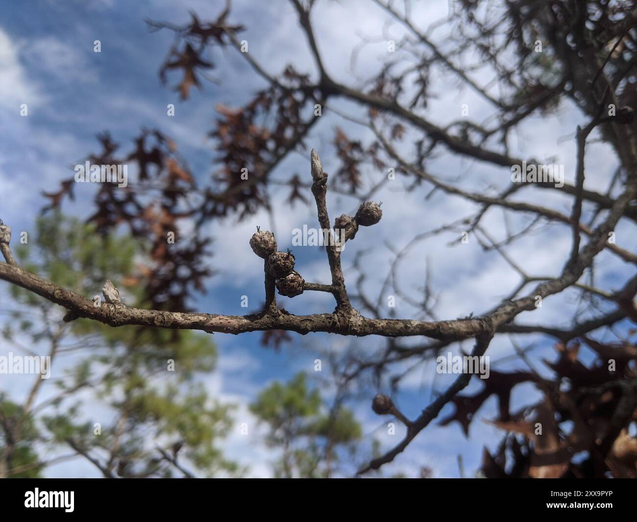 American turkey oak (Quercus laevis) Plantae Stock Photo - Alamy